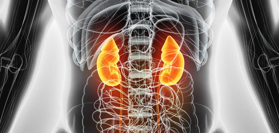 TCM: Understanding The Role Of The Kidney