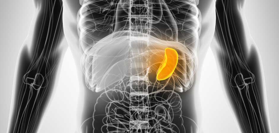 TCM: Understanding The Role Of The Spleen
