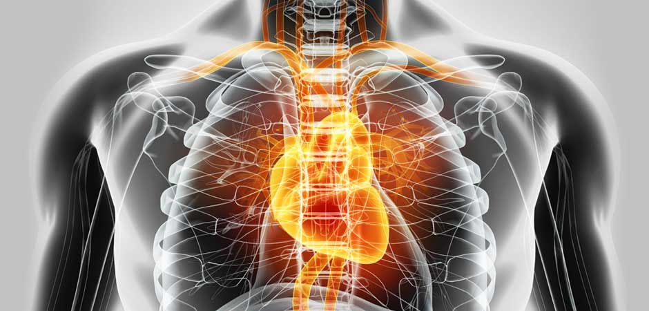 TCM: Understanding The Role Of The Heart